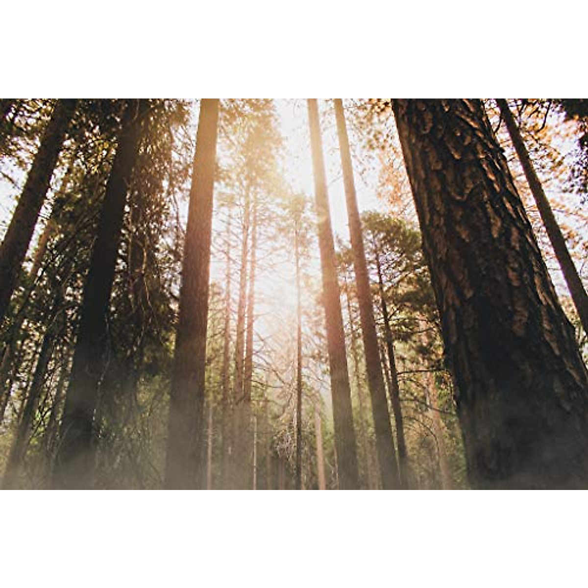 SORAA Brilliant MR16 12V 7.5W Dimmable 3000K 10 Degree Narrow Spot Light Bulb