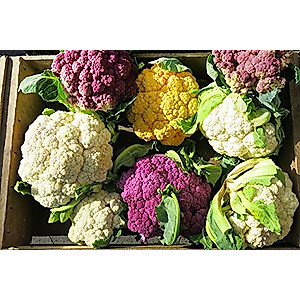 Please Read! This is A Mix!!! 50+ Cauliflower Mix Seeds Heirloom Non-GMO 4 Varieties Purple Green Yellow Delicious from USA