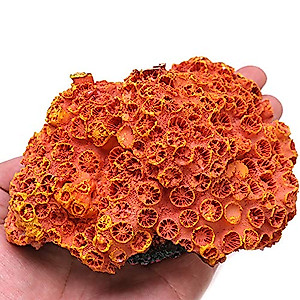 Danmu 1Pc of Polyresin Coral Ornaments, Aquarium Coral Decor for Fish Tank Aquarium Decoration 5.11" x 3.93" x 2.75"