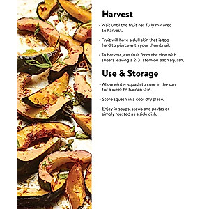 Burpee Vegetable Spaghetti Winter Squash Seeds 75 seeds