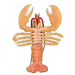 GLOGLOW Lobster Model, Artificial Lobster Seafood Model Simulation Lobster Model Plastic Lobster Decorations for Home Party Decoration Display Kids Toy(Dark-Australian Lobster, 9 in)