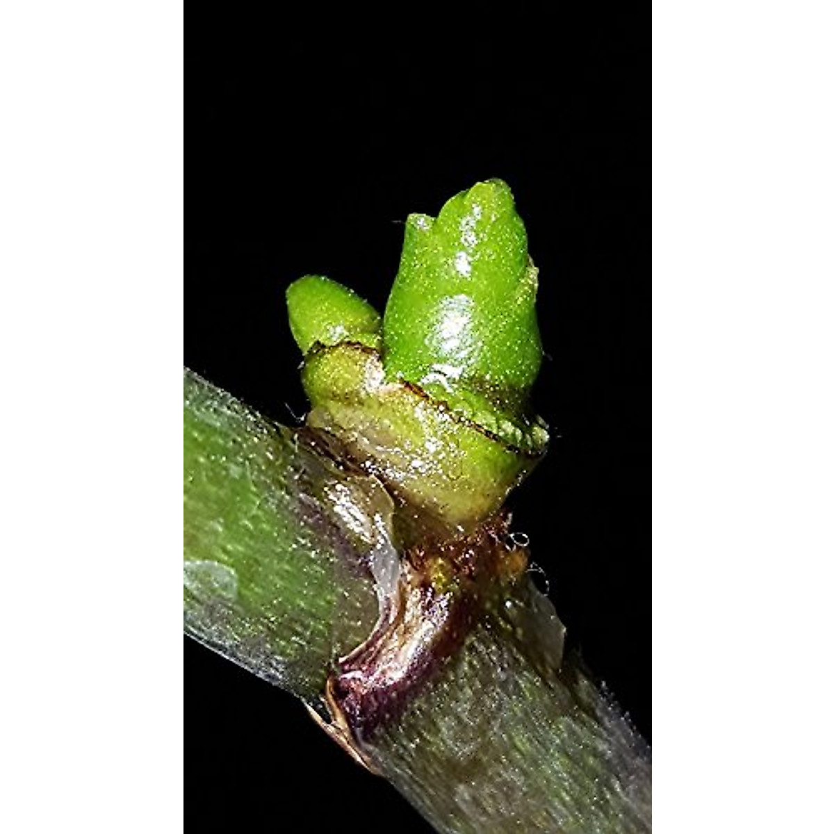 ELIT Orchid CLON+ Cytokinin Keiki Cloning Paste for Burgeon Awakening - Bloom Booster with Vitamins B1 and B6 (1.5 ml)