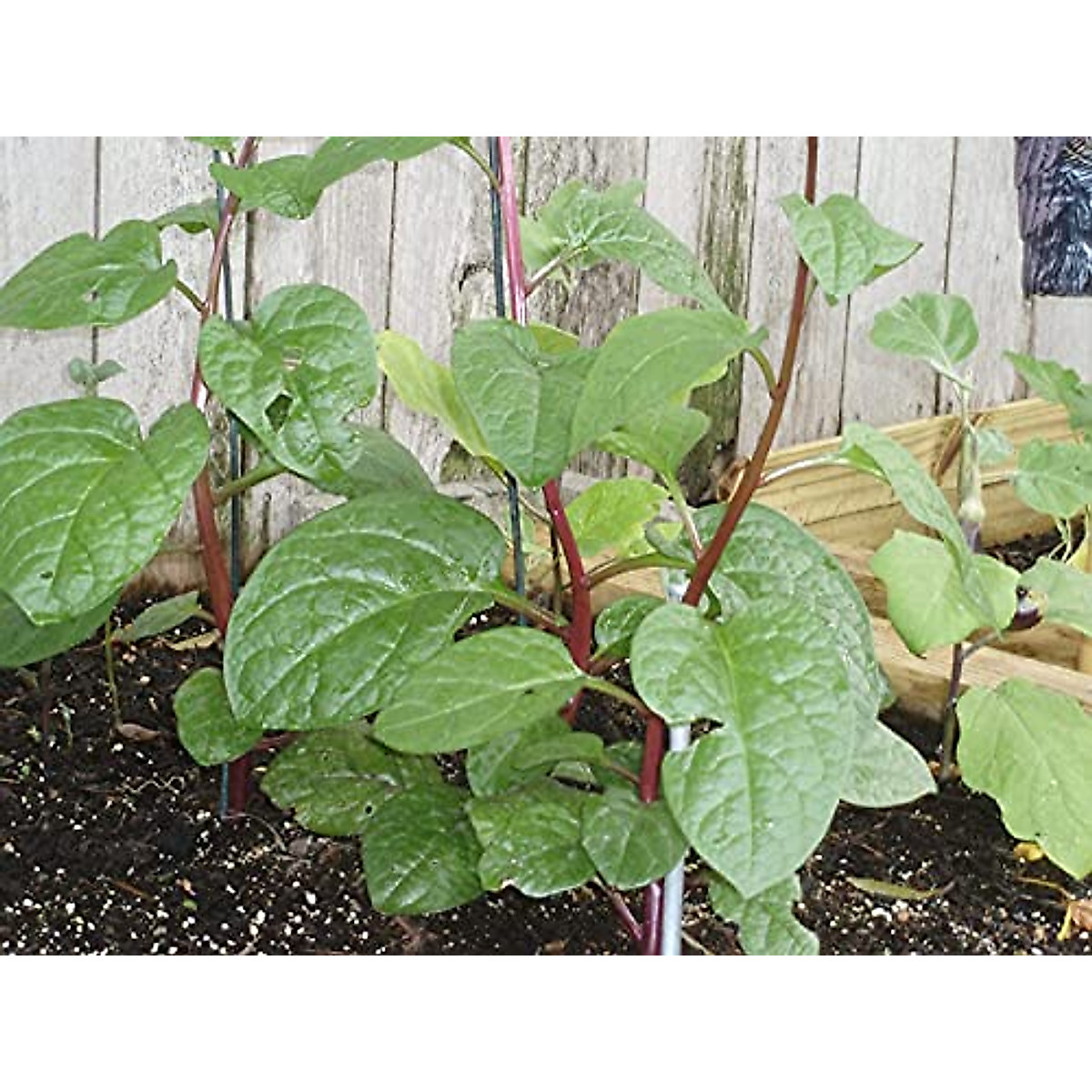Gaea's Blessing Seeds - Red Malabar Spinach Seeds - Non-GMO Seeds with Easy to Follow Planting Instructions - Heirloom Red Stemmed Malabar - 93% Germination Rate