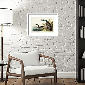 Amanti Art Framed Wall Art Print 16x21 Pl 306 Great Northern Diver or Loon by John James Audubon, Animals Wall Art, Museum Masters Classics Decor, Small Poster Painting Artwork for Living Room,