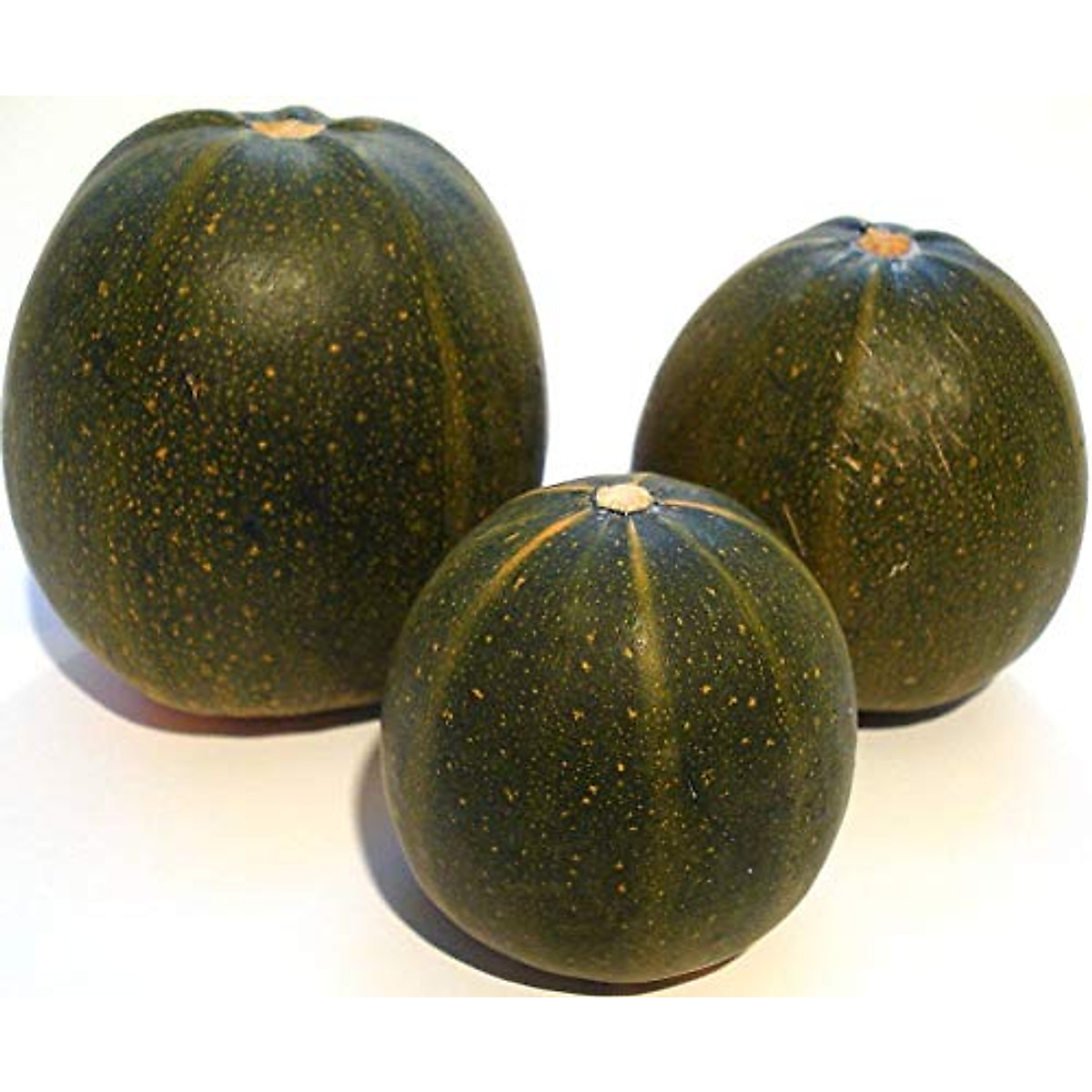 Tatume Squash Seeds for Planting, 30+ Heirloom Seeds Per Packet, (Isla's Garden Seeds), Non GMO Seeds, Botanical Name: Cucurbita Pepo