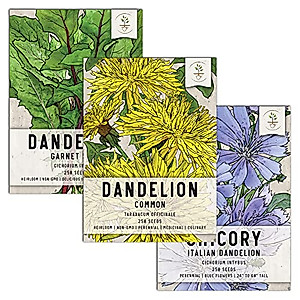 Seed Needs, Dandelion Seed Packet Collection (3 Varieties of Seeds for Planting) Non-GMO & Untreated - Common Dandelion, Chicory/Italian Dandelion & Garnet Stem Dandelion
