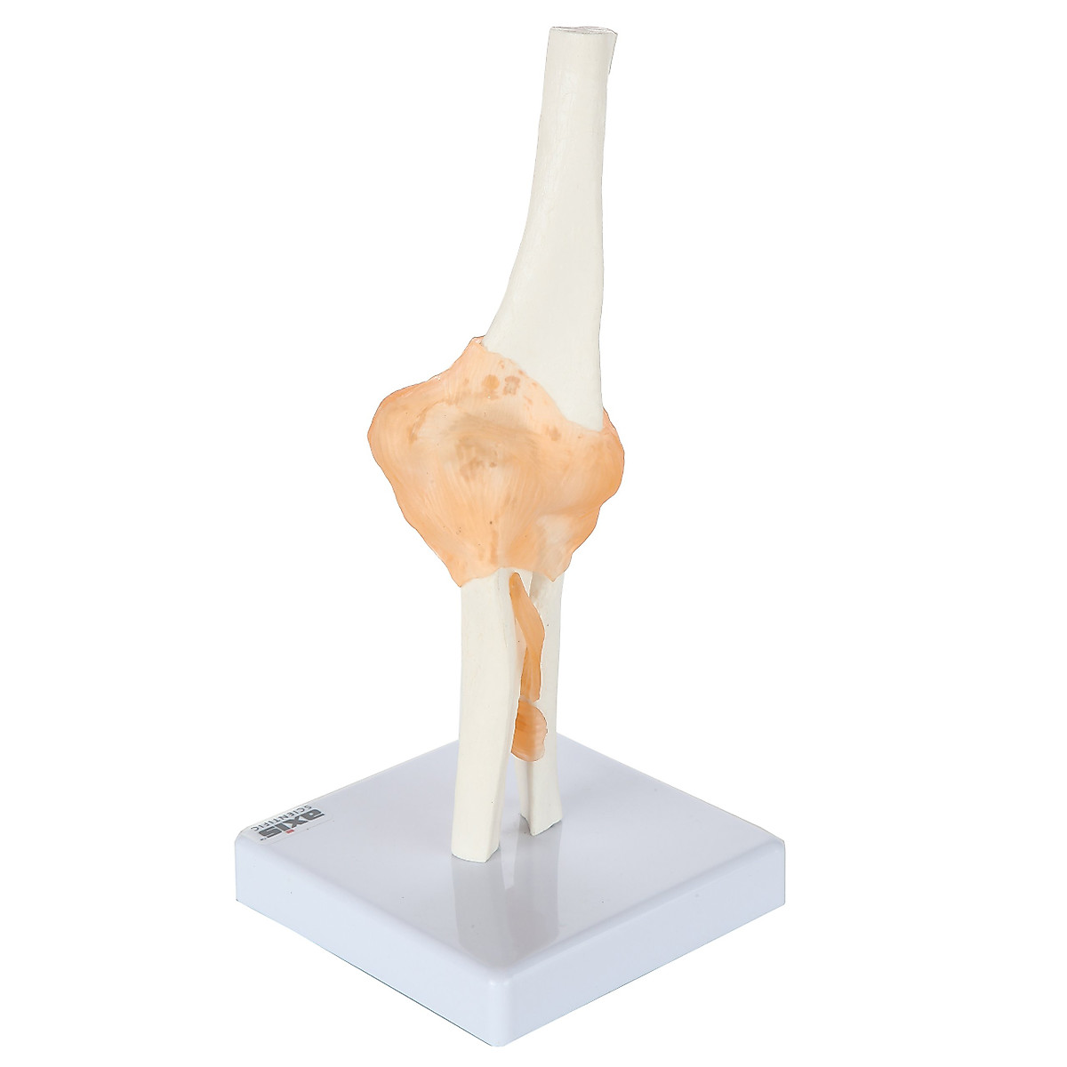 Axis Scientific Flexible Elbow Model, Life-Size Flexible Elbow Joint with Realistic and Soft Ligament Anatomy, Includes Base for Display and Interaction, Detailed Product Manual