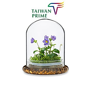 Award Winning: Persian Violet with Sundew Moss - Live Flower Terrarium in Self Sustaining Glass Jar, Maintenance Free and Blooms All-Season, Great Unique Gift and Home Decor, 100% Growth Guarantee