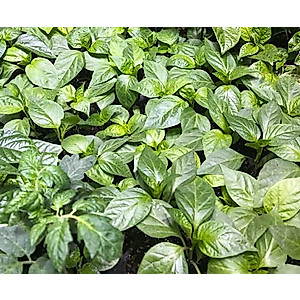 Green Jalapeno Plant - Three (3) Live Plants - Each 75 Days Old - Not in Pots - Hot Pepper Range Between 2,500 and 8,000 SHU for Planting in Your Organic Garden