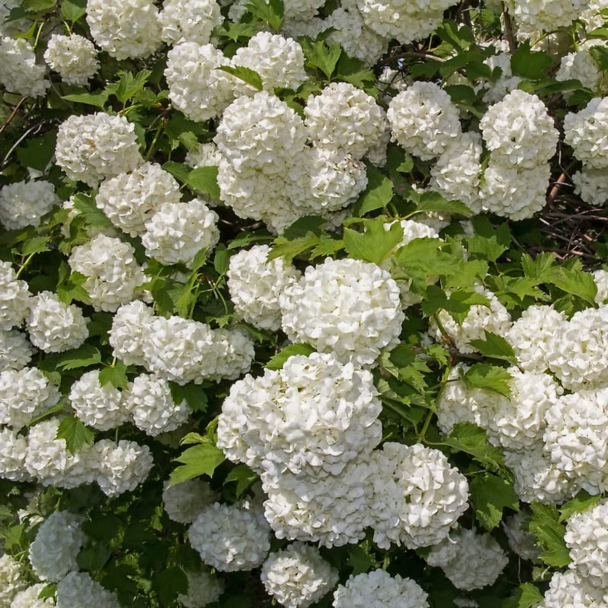 Old Fashion Snowball Viburnum Plant Live from 6 to 12 Inc Height 4 Inc Pot, Japanese Viburnum Shrub