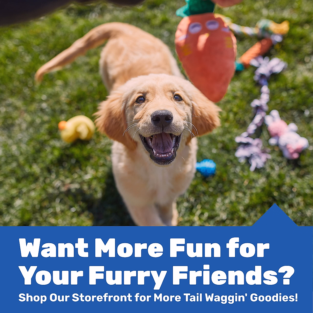 AMZpets 10 Dog Toys for Small Dogs and Puppies, Squeaky Dog Toys Rope Toys for Plush Games, with Chewing Ropes/Balls/Rubber Bone/Carry Bag, Variety Playing Toys Set for Toss and Tug Play