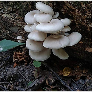100 Grams/4 oz of White Elm Oyster Mushroom Spawn Mycelium to Grow Gourmet and Medicinal Mushrooms at Home or commercially - Use to Grow on Straw or Sawdust Blocks - G1 or G2 Spawn
