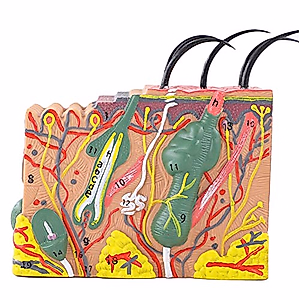 Educational Model Skin Model - 35X Enlarged Human Skin Anatomy Model - PVC Material Human Skin Model -for Science Classroom Teaching Study, lab Equipment