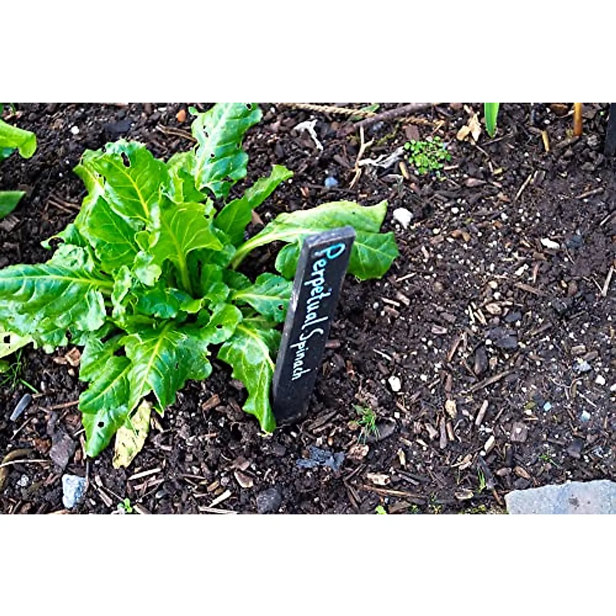 "Perpetual" Spinach Seeds for Planting, 300+ Heirloom Seeds Per Packet, (Isla's Garden Seeds), Non GMO Seeds, Botanical Name: Beta vulgaris subsp. vulgaris, Great Home Garden Gift