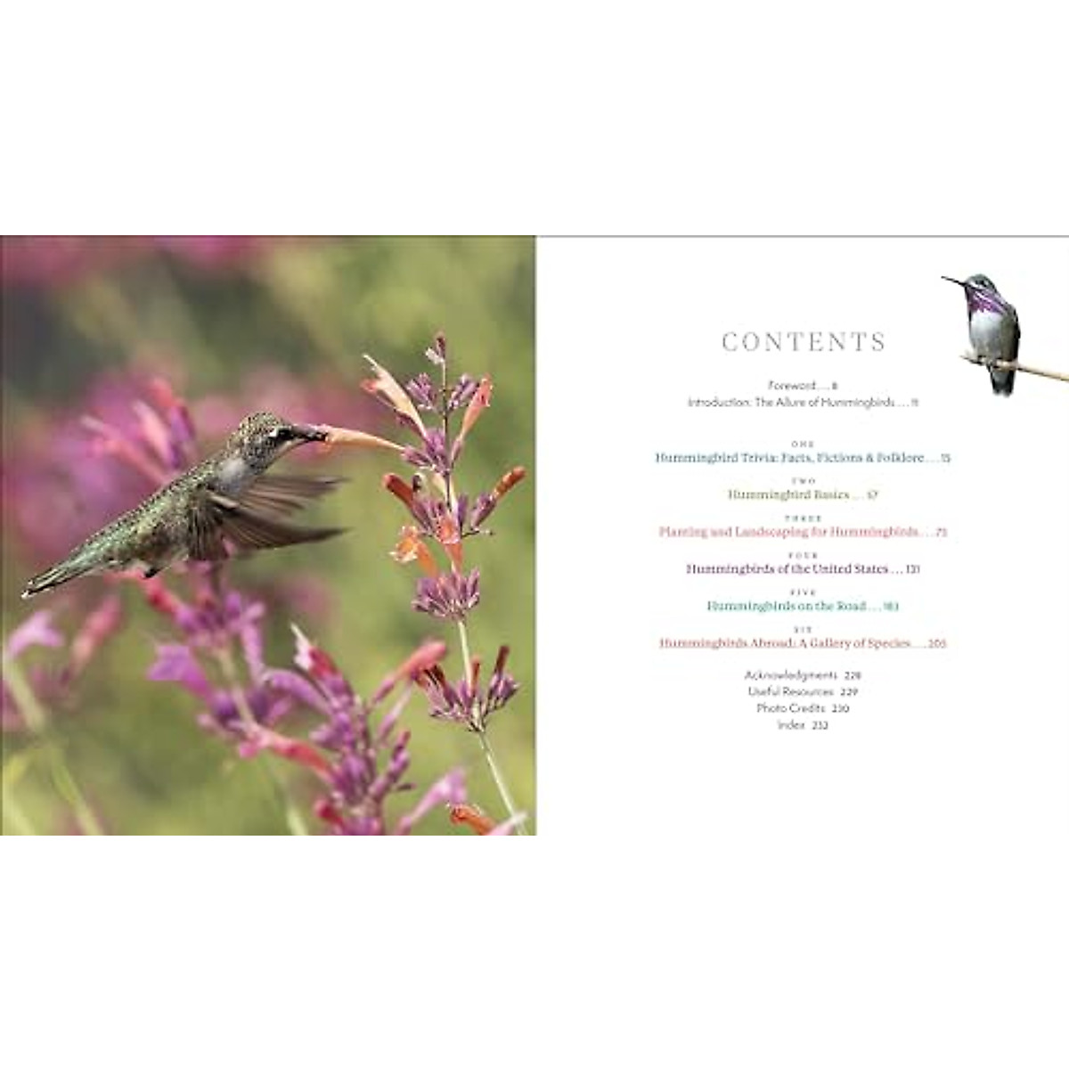 The Hummingbird Handbook: Everything You Need to Know about These Fascinating Birds