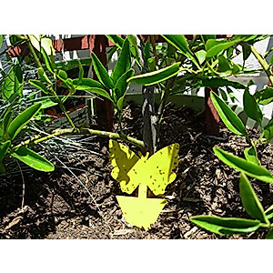 21C 21 CENTURY SOLUTIONS Yellow Sticky Fly Traps (25 Pack) for Gnat Whitefly Fungus Gnat Aphid Small Insects - Houseplant Disposable Glue Trappers - Bug Catcher - Butterfly Shape