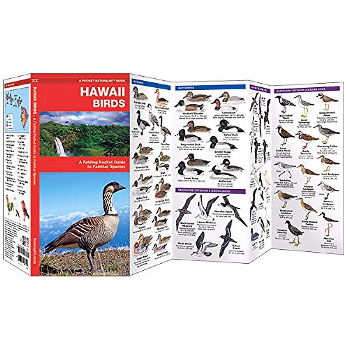 Hawaii Birds: A Folding Pocket Guide to Familiar Species (A Pocket Naturalist Guide)