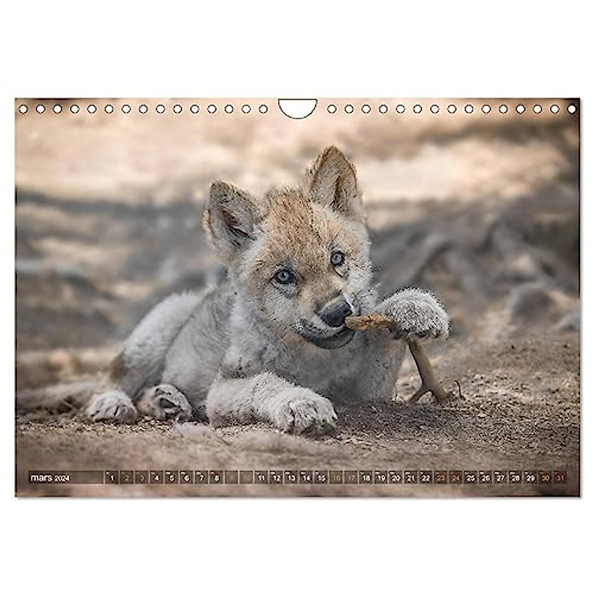 The little grey wolves (Wall Calendar 2024 DIN A4 Landscape), CALVENDO 12 Month Wall Calendar