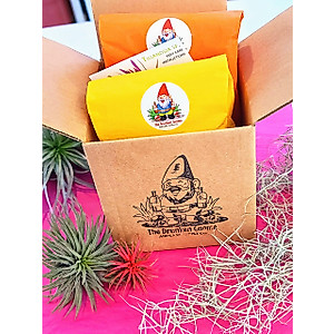 Small Air Plants - 1 Streptophylla Hybrid - 2 to 4 Inch Air Plant - Color & Form Varies by Season - 30 Day Guarantee on Tillandsia from The Drunken Gnome (1, Small 2-4")