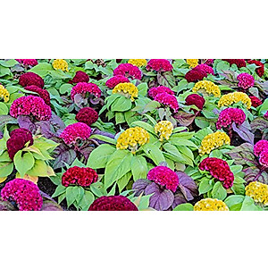 1000 Celosia Seeds for Planting - Giant Cockscomb Mix Yellow, Pink, and Red - Crested Type - Celosia Cristata