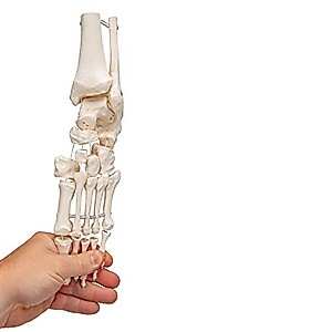 3B Scientific A31/1 Foot Skeleton-flexibly w/portions of Tibia- Fibula - 3B Smart Anatomy