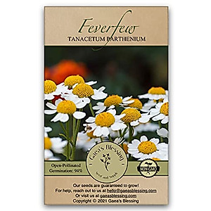 Gaea's Blessing Seeds - Feverfew Seeds - Non-GMO Seeds with Easy to Follow Planting Instructions - Open-Pollinated High Yield Heirloom 91% Germination Rate