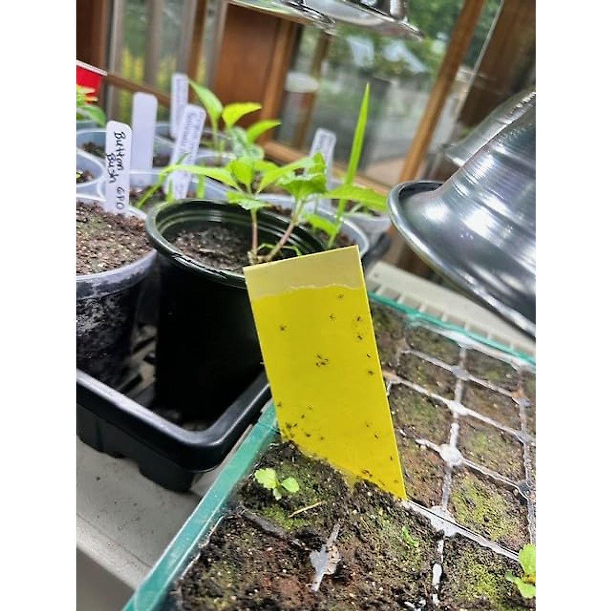 Stiky Strips Plant Stakes for Potted Plants (10 Pack)