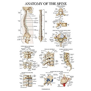 Palace Learning Anatomy of the Spine Poster - Laminated Spinal Anatomical Chart - 18" x 24"