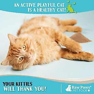 Raw Paws Silvervine Powder, 75 Grams - 2X More Attractive than Catnip for Cats, 100% Silver Vine Gall Fruit Powder, Matatabi Silvervine Cat Toy for Indoor Cats, Catnip Kitten Toys, Silvervine for Cats