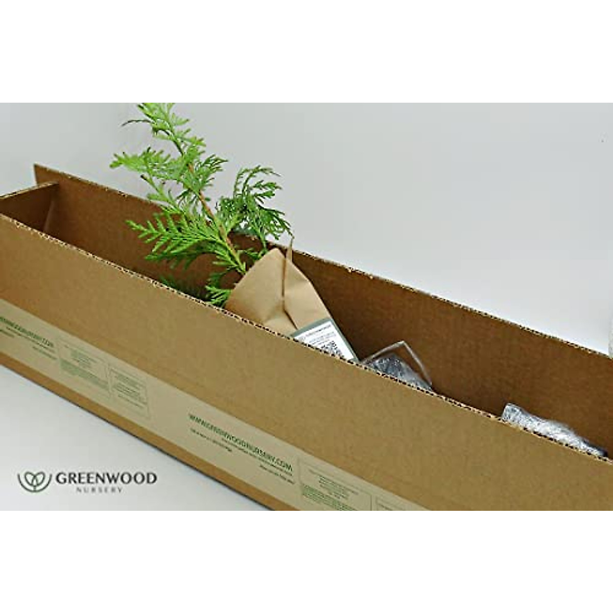 Greenwood Nursery/Live Trees - Green Giant Arborvitae Tree + Thuja Standishii X Plicata - [Qty: 20x 2.5" Pots] - (Click for More Options/Quantities)