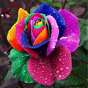 1000Pcs Beautiful Rainbow Rose Seeds Multi-colored Rose Seeds Rose Flower Seeds