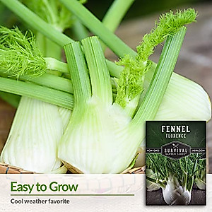 Survival Garden Seeds - Fennel Seed for Planting - Packet with Instructions to Plant and Grow Cool-Weather Florence Fennel (Finnochio) in Your Home Vegetable Garden - Non-GMO Heirloom Variety