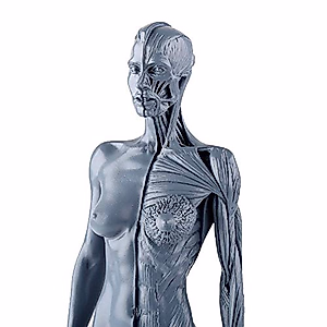 Oubo Dental New Female Anatomical Anatomy Skull Head Body Model Muscle Bone (30cm) Height