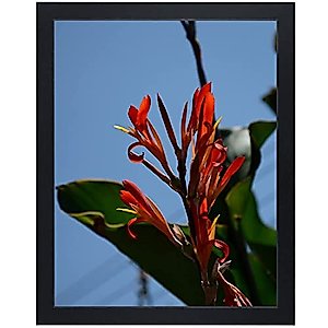 Uzifa 11x14 Picture Frame Photo Frame Picture Frames 11x14 - WOOD Non Glass without Mat For Display Certificate/Photo/Picture for Wall Mount Wooden Frames- W51114G BLACK