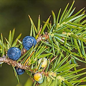 CHUXAY GARDEN Juniperus Communis,Common Juniper,Juniperus Intermedia 60 Seeds Evergreen Shrub Flavor Gin Blue Fruit Ornamental Flowering Plant
