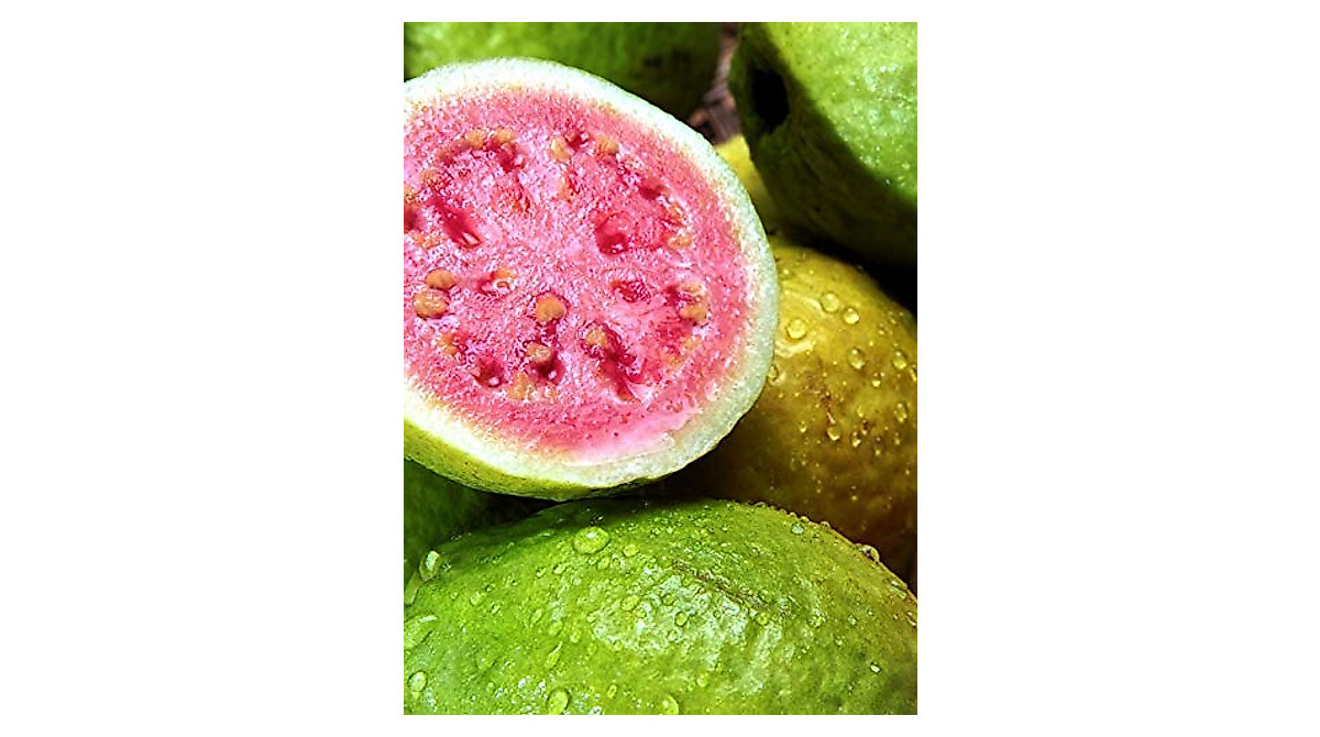Pink Guava Plant - Grow Sweet 'Barbie Pink' Guava Tree Live