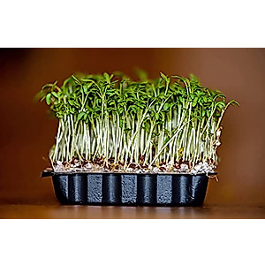 Gaea's Blessing Seeds - Curled Cress Seeds (3.0g) - Non-GMO Seeds with Easy to Follow Planting Instructions - Heirloom Garden Cress - Pepper Cress - 93% Germination Rate