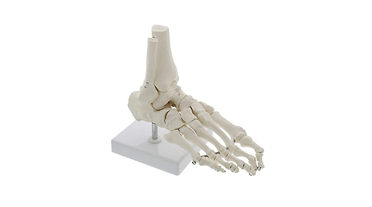 MonMed Life-Size Foot & Ankle Anatomical Skeleton Model