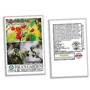 "Carmine Jewel" Dwarf Cherry Fruit Tree Seeds, 20 Seeds Per Packet, (Isla's Garden Seeds), Non GMO & Heirloom Seeds, Botanical Name: Prunus avium, Great Home Garden Gift