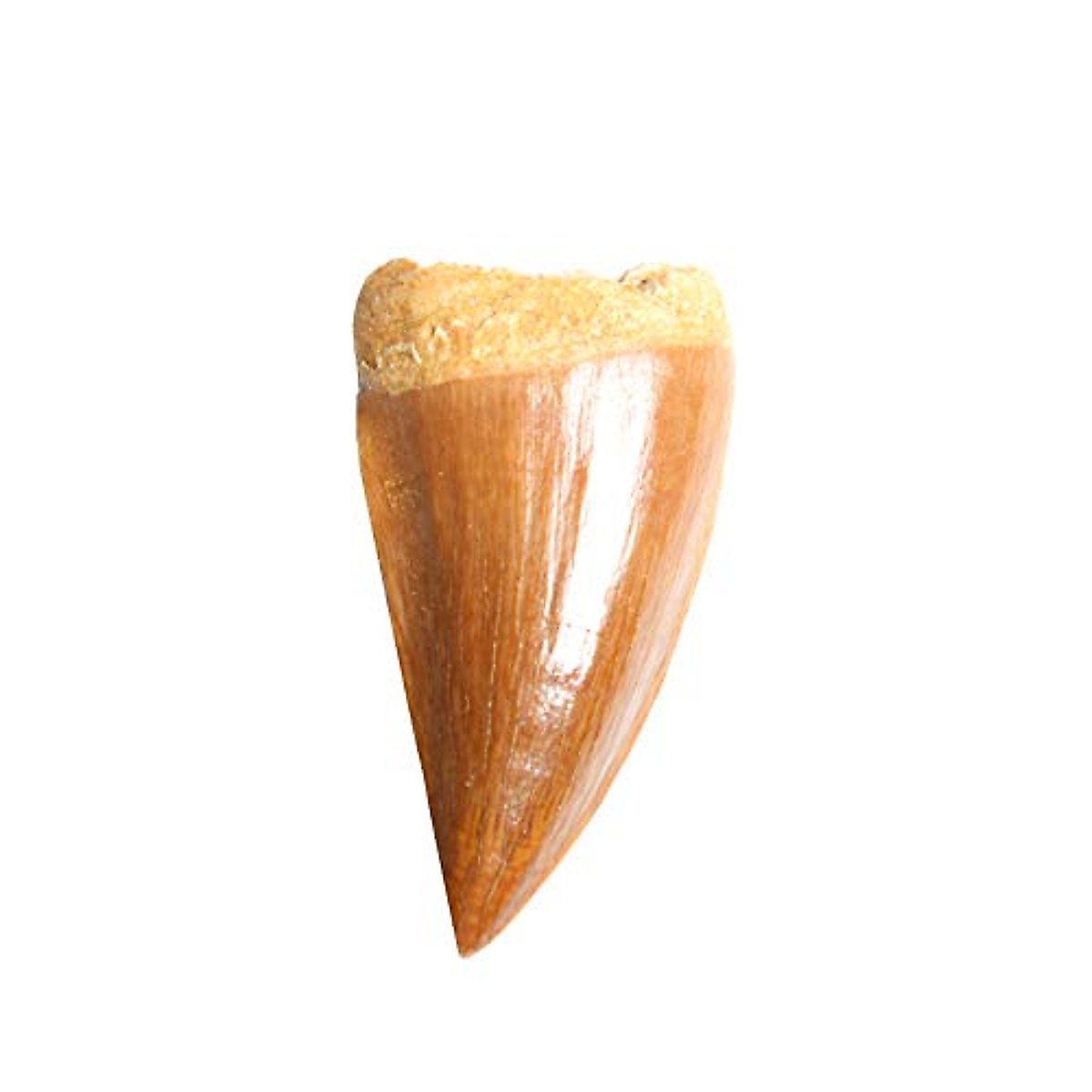 Real Mosasaurus Tooth Fossil - Authentic Dinosaur Tooth Specimen - Dey Designs Certificate of Authenticity