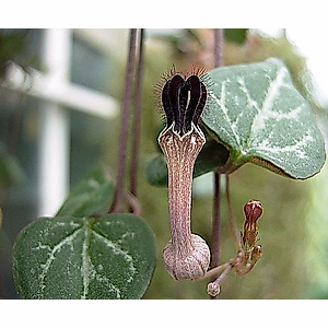 String of Hearts - Hearts Entangled -Ceropegia woodii-2.5" Pot-Collector' Series