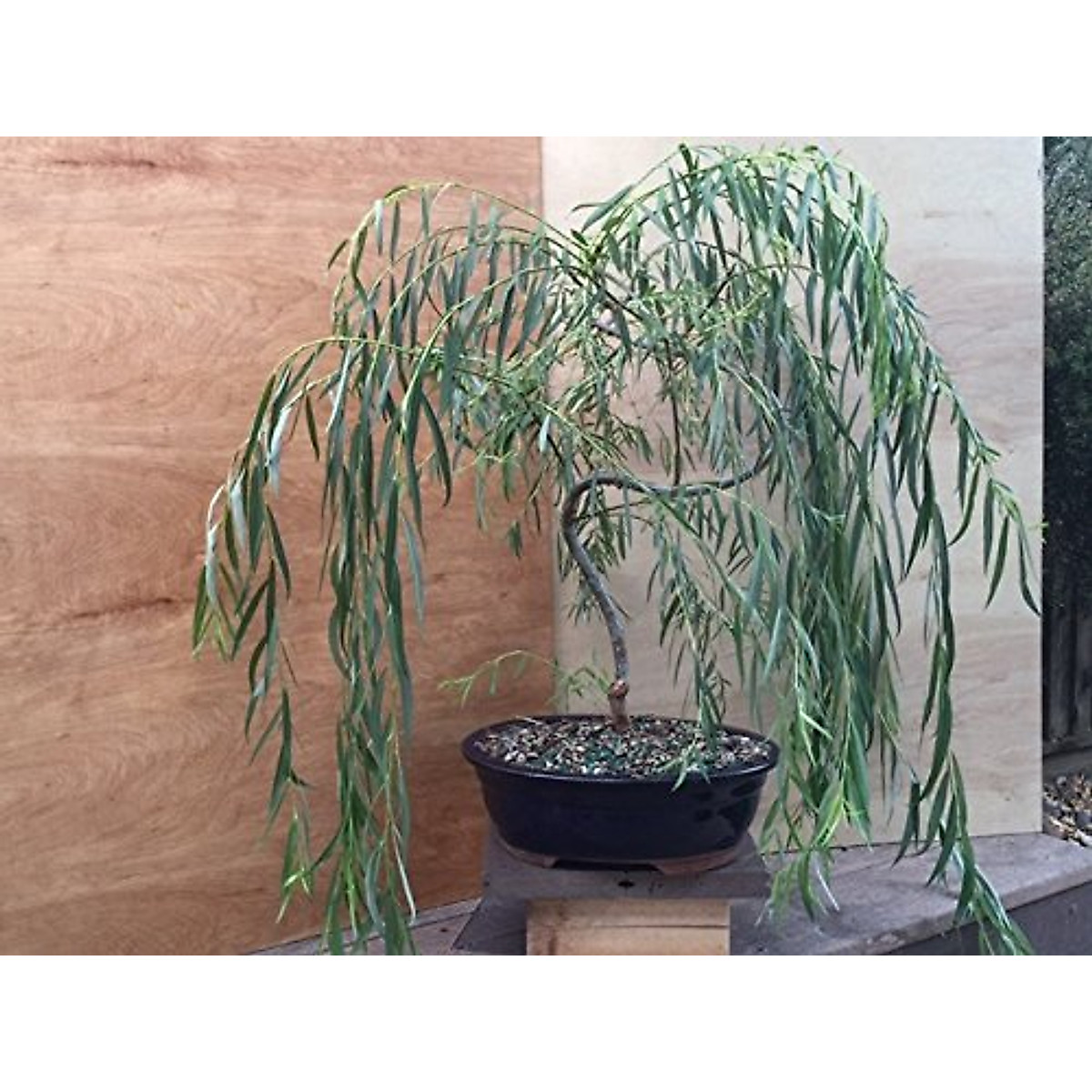 Bonsai Willow Tree Bundle - 3 Large Trunk Bonsai Tree Cuts - Get one Each Weeping, Australian, Dragon - Ready to Plant - Indoor/Outdoor Bonsai Tree's