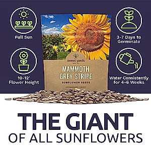 Mammoth Grey Stripe Sunflower Seeds for Planting – Extra Large Packet – Over 250 Open Pollinated Non-GMO Seeds – Helianthus annus