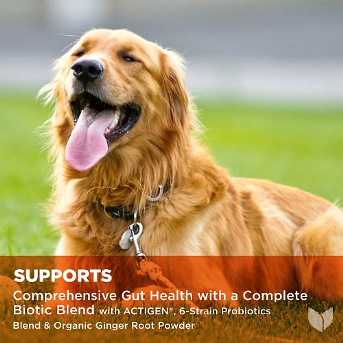 Hyland's Naturals - Probiotics for Dogs - Total Gut Health - with ACTIGEN PREBIOTIC and Organic Ginger Root, 90 Soft Chews