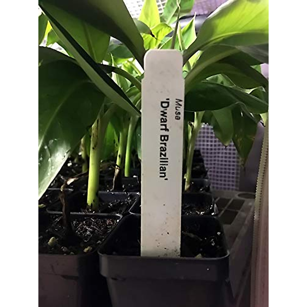 Dwarf Apple Banana - Live Plant - Dwarf Brazillian Banana - Dwarf Hawaiian Apple Banana