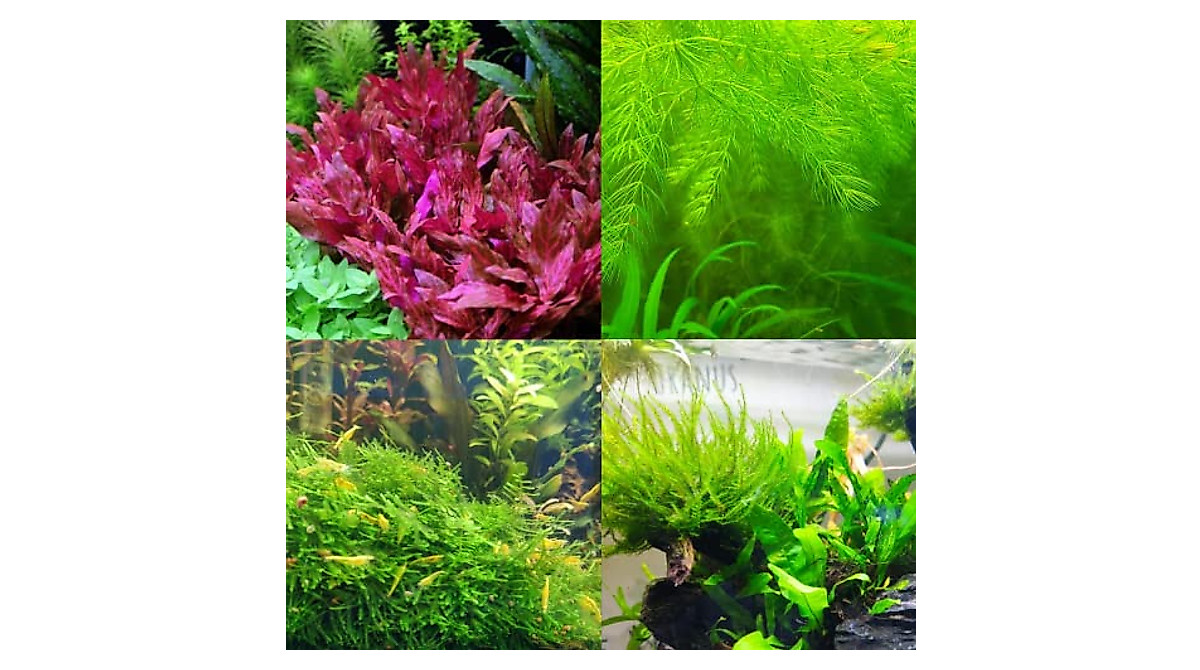 Buy Mainam Freshwater Aquarium Plants - 3 Varieties
