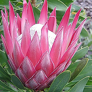 YEGAOL Garden 60Pcs Protea Cynaroides Seeds King Protea Seeds Cape Artichoke Flower Seeds Evergreen Cut Flowers Deer Resistant Drought Tolerant Beds Borders Patio Containers