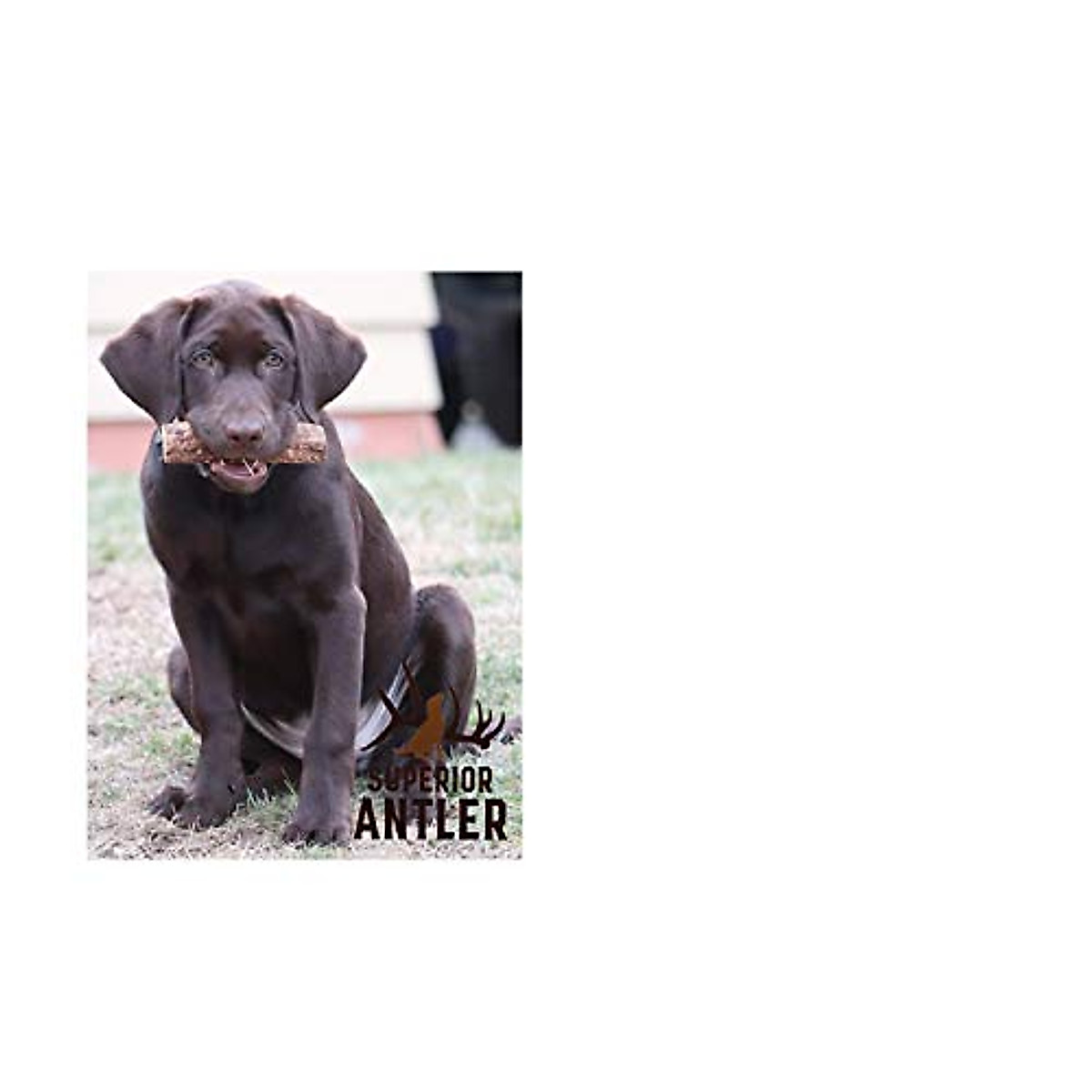 1-GIANT-JUMBO Whole Elk Antler for Dogs –XXXL All Natural premium Grade A. Antler Chew. Naturally Shed, Hand-picked, and made in the USA. NO ODOR, NO MESS. GUARANTEED SATISFACTION. For dogs 60-90+ Lbs