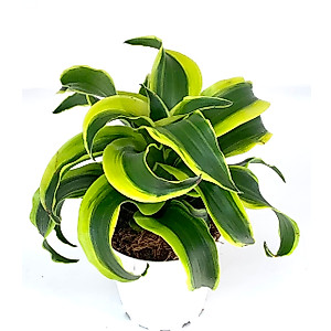 Dracaena Tornado Live House Plant in 4" Pot