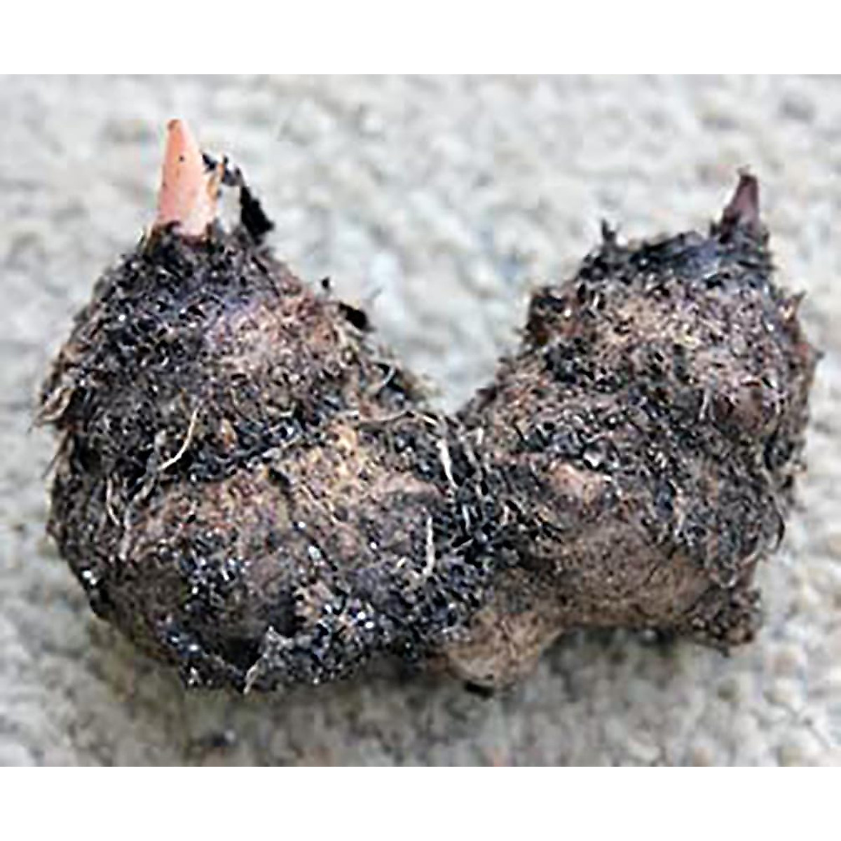 Fancy Leaf Caladium Bulbs - White Christmas - Large Size Root - Elegant White Foliage with Green Veins - Hardy in Zones 9-11 - Perfect for Gardens and Pots